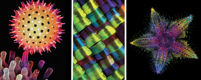 Under the Microscope | Technology Article for Students | Scholastic ...