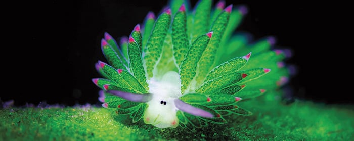 Meet the Leaf Sheep Life Science Article for Students | Scholastic SuperSTEM Magazine