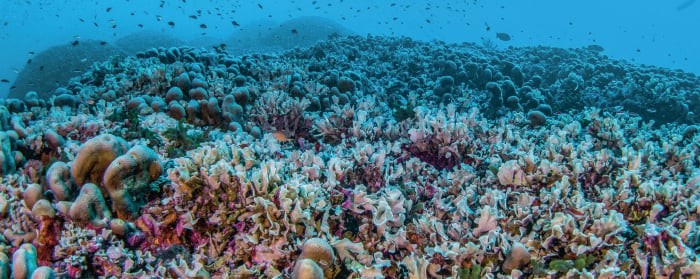 MEGA Coral | Life Science Article for Students | Scholastic SuperSTEM ...