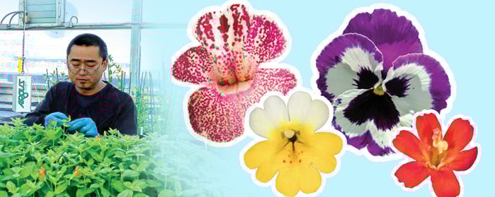 The Colorful Life of Flowers Geometry Article for Students | Scholastic ...