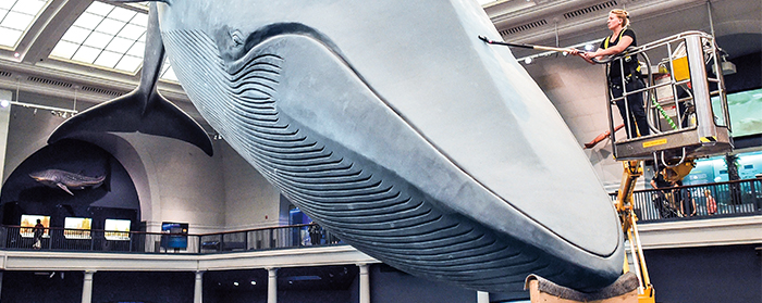 A Whale of a Job Physical Science Article for Students | Scholastic ...