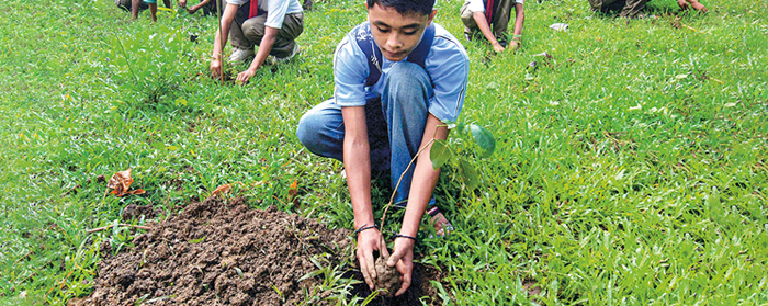 Trees for Degrees? Earth Science Article for Students | Scholastic ...
