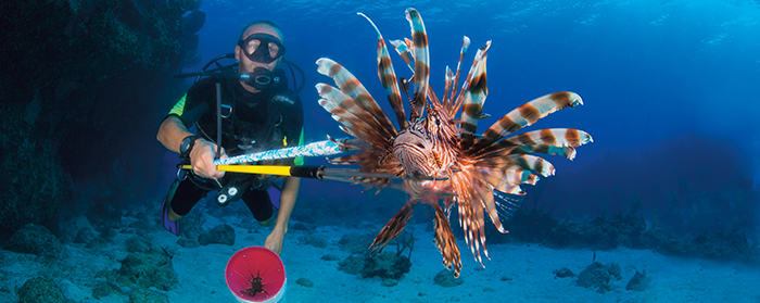 Lionfish Invasion Life Science Article for Students | Scholastic ...