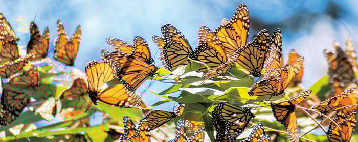 Butterfly Boom Life Science Article for Students | Scholastic SuperSTEM ...