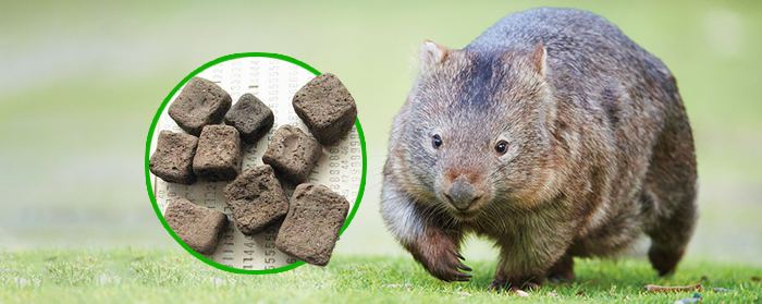 Poop Cubes Life Science Article for Students | Scholastic SuperSTEM ...