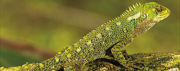 New Lizard Life Science Article for Students | Scholastic SuperSTEM ...