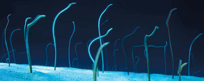 Explain This! Scientific Inquiry Article for Students | Scholastic ...