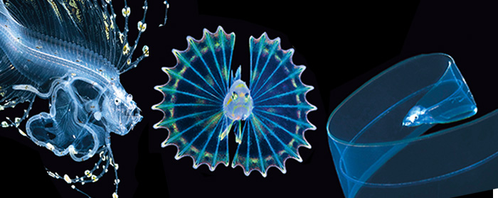 Mini Creatures Life Science Article for Students | Scholastic ...