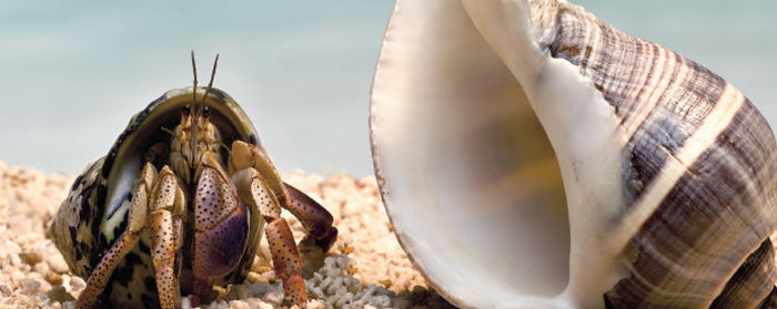 Hermit Crab House Swap | Scholastic SuperSTEM Magazine