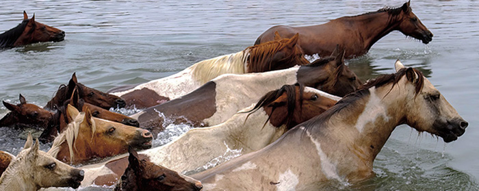 Swimming Ponies | Scholastic SuperSTEM Magazine