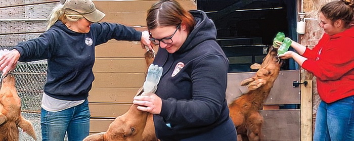 Raising Baby Moose | Scholastic SuperSTEM Magazine