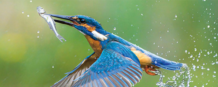 Meet the Kingfisher | Scholastic SuperSTEM Magazine