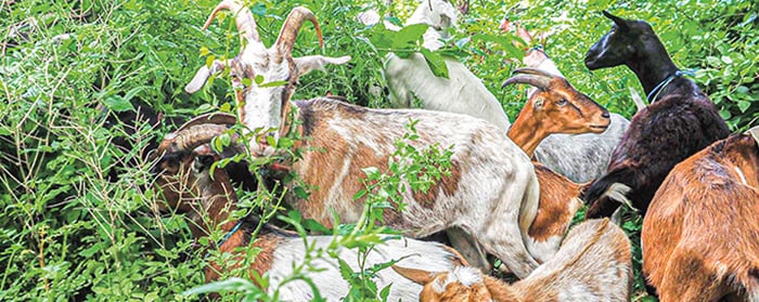 Grazing Goats! Life Science Article for Students | Scholastic SuperSTEM ...