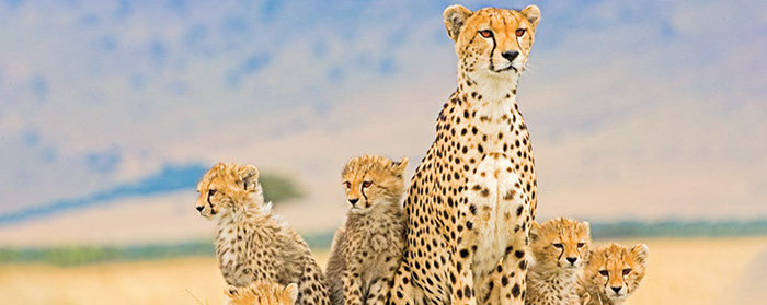 Cheetah's Best Friend Life Science Article for Students | Scholastic ...