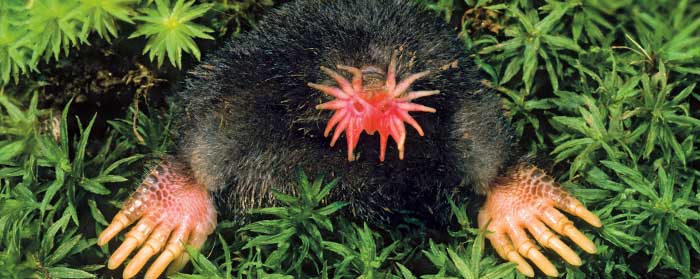 Meet the Star-Nosed Mole Life Science Article for Students | Scholastic ...