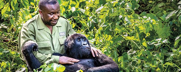 Gorilla Guardians | Scholastic SuperSTEM Magazine