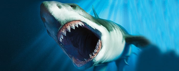 The Mighty Megalodon | Scholastic SuperSTEM Magazine